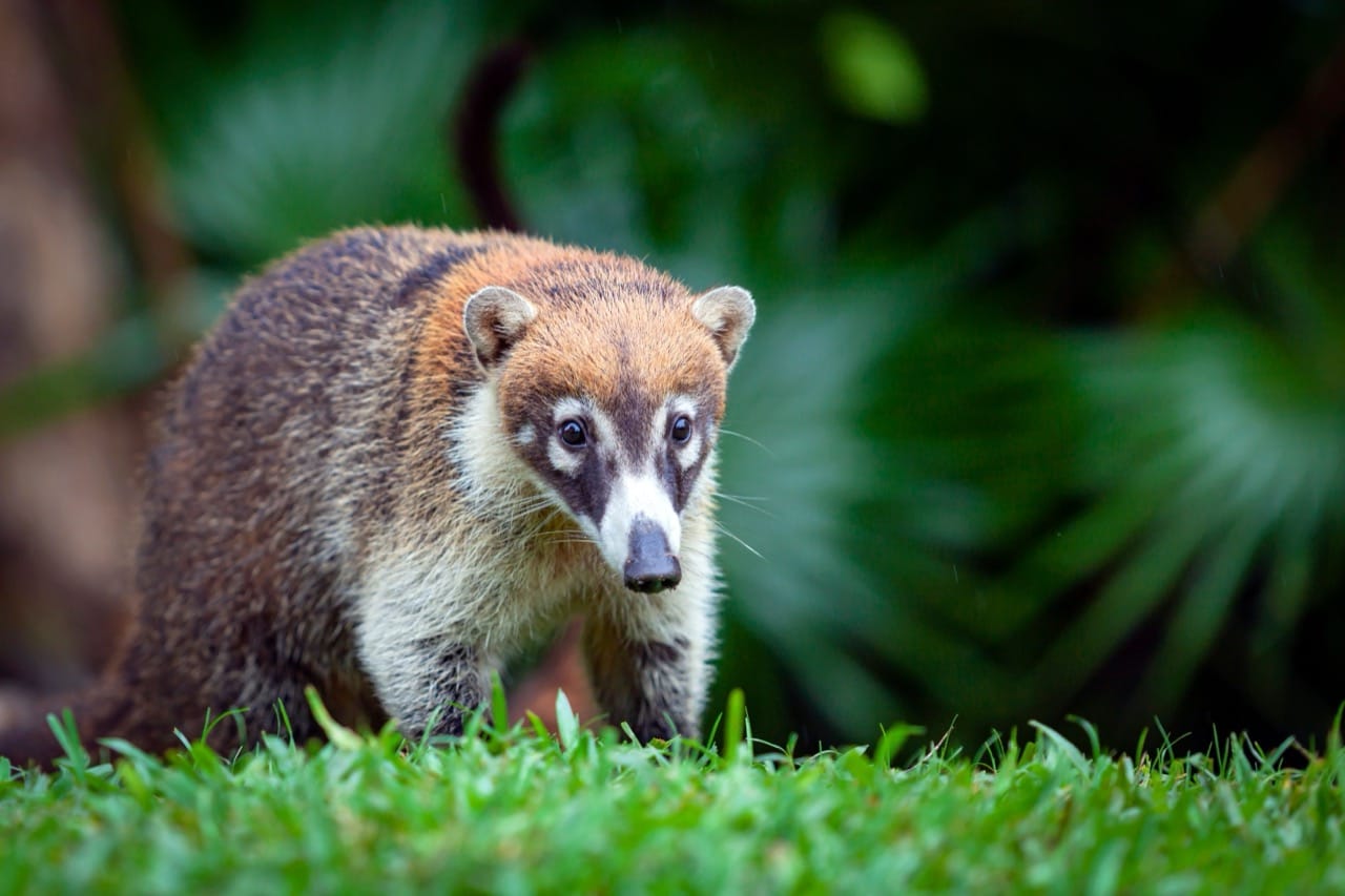 The Charismatic Coati: A Whiskered Wanderer | Clever Rabbits