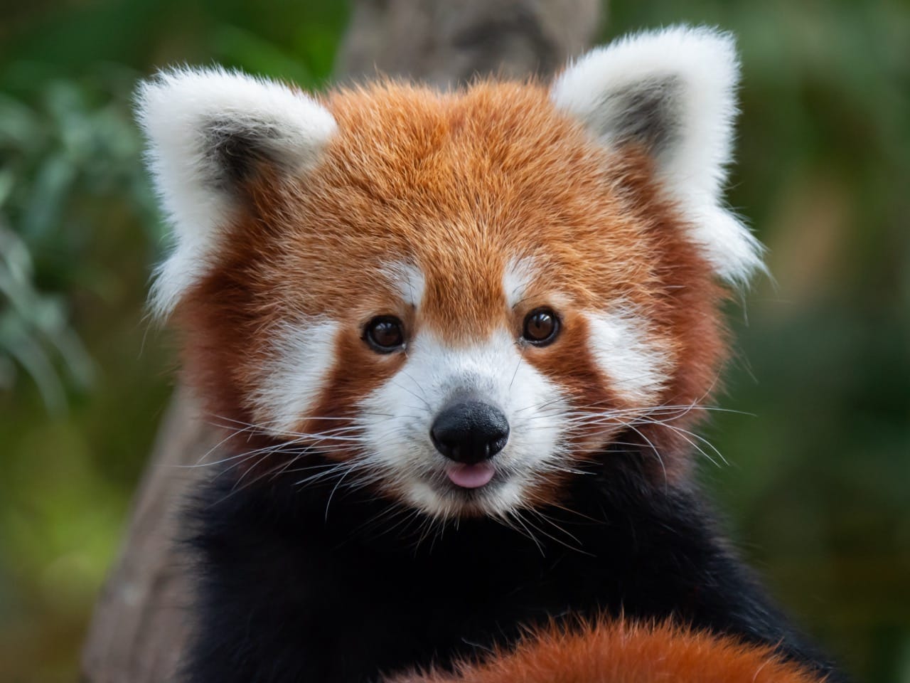The Enchanting Enigma: The Red Panda | Clever Rabbits