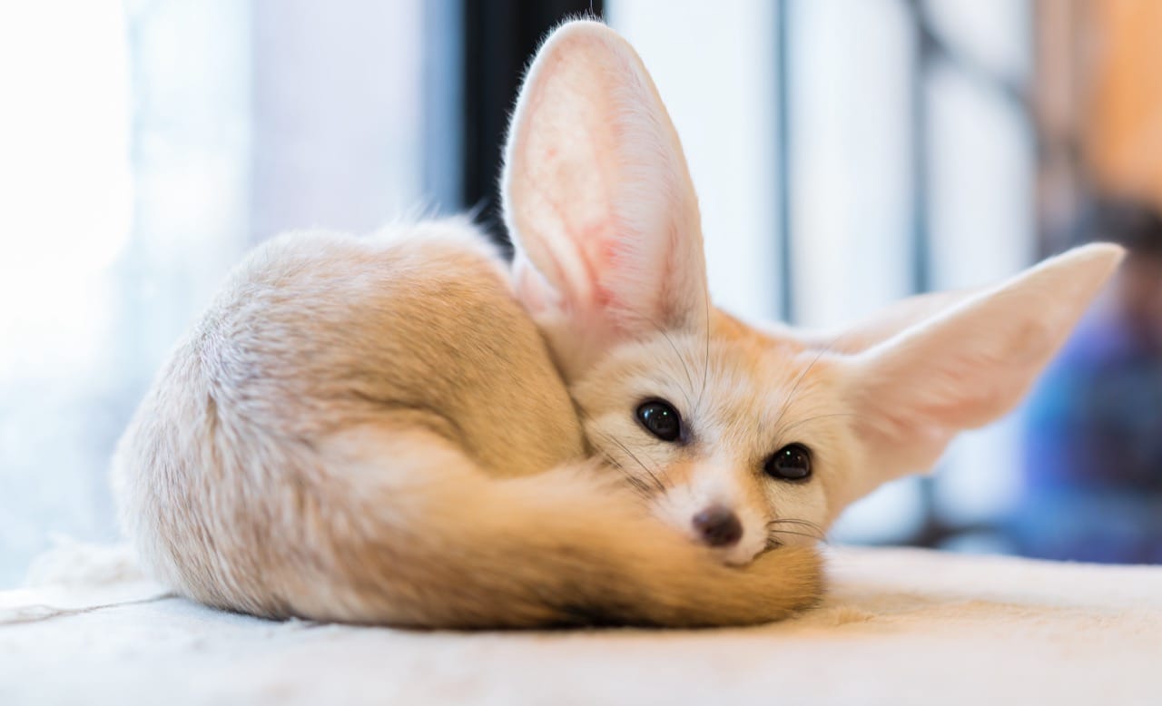The Desert's Whimsical Whisperer: The Fennec Fox | Clever Rabbits