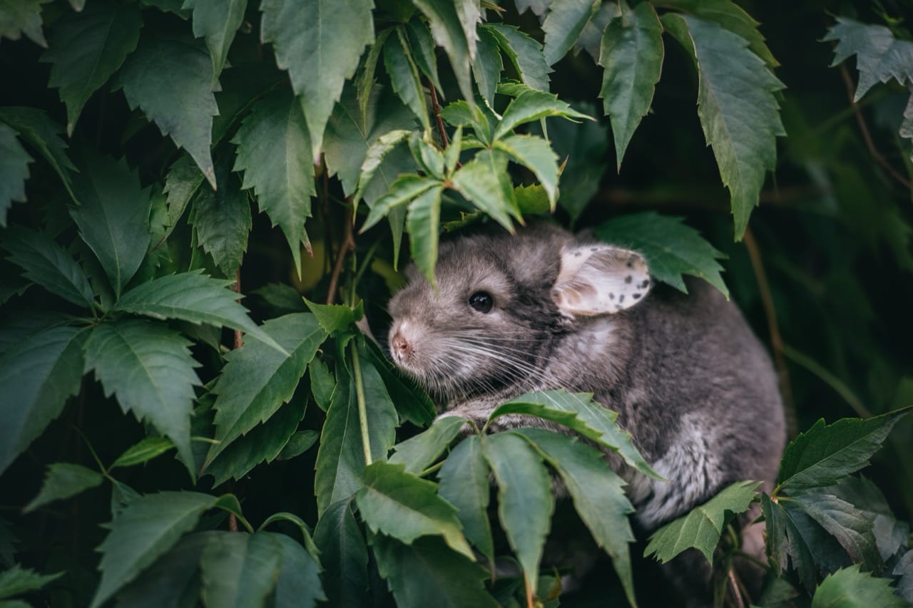 Chinchillas: The Velvety Treasures of the Andes | Clever Rabbits