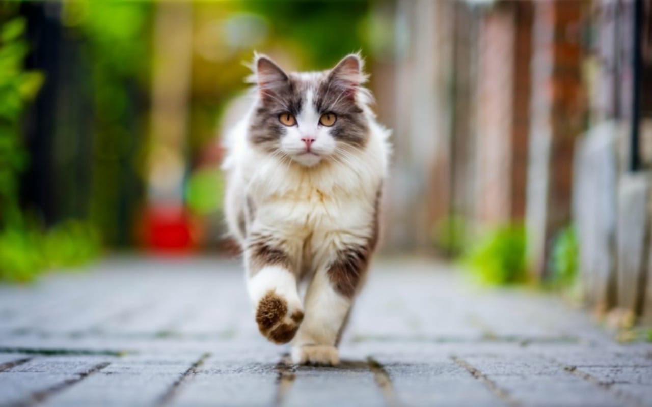 The Ragdoll Cat: The Gentle Giants of the Feline World | Clever Rabbits