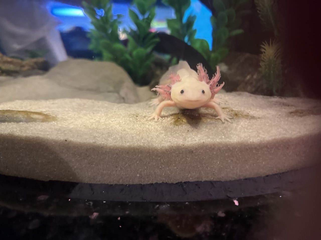 Ultimate Care Guide for Axolotls: Your Underwater Companion | Clever ...