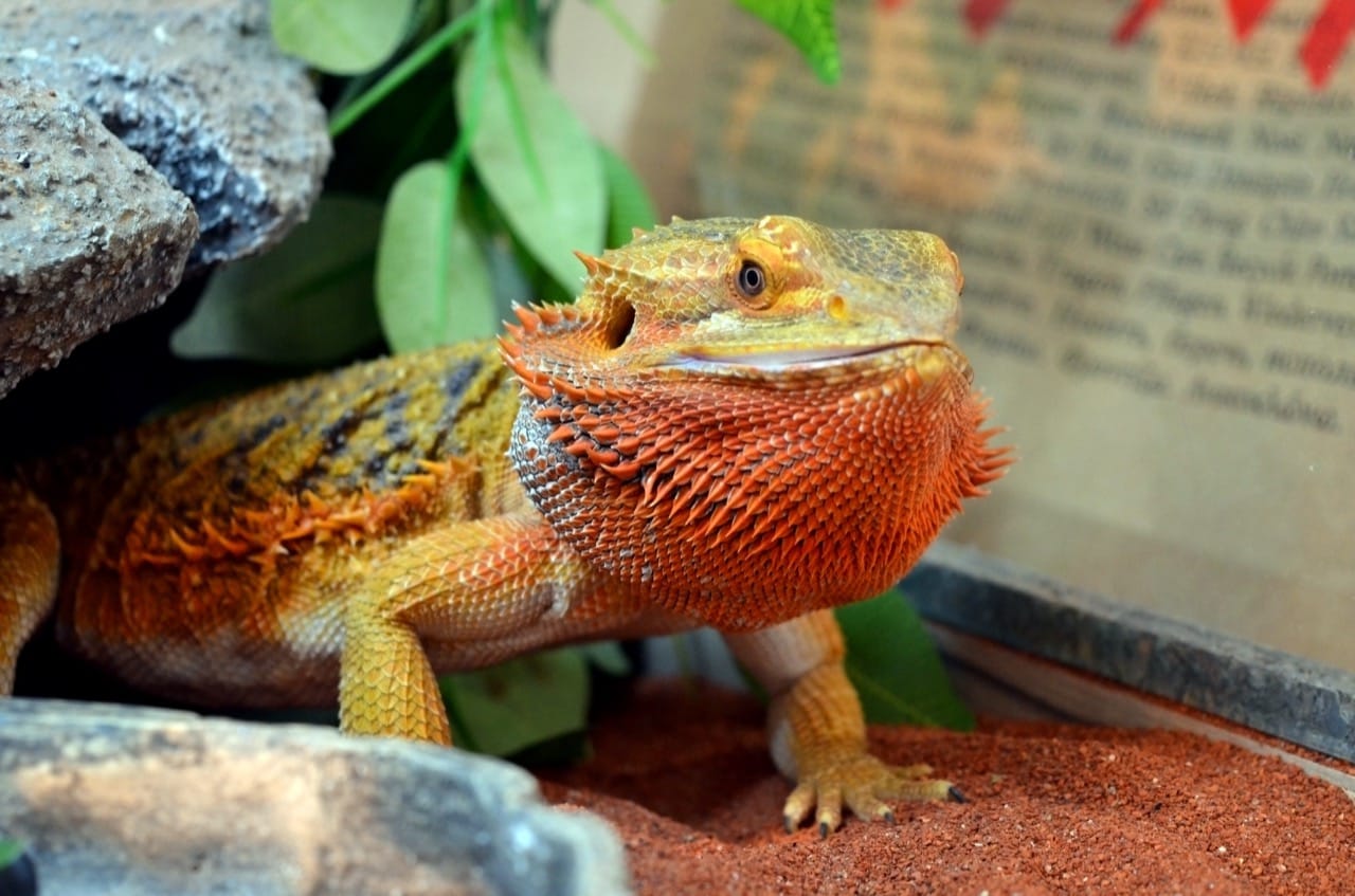Comprehensive Care Guide for Bearded Dragons: The Friendly Reptiles ...