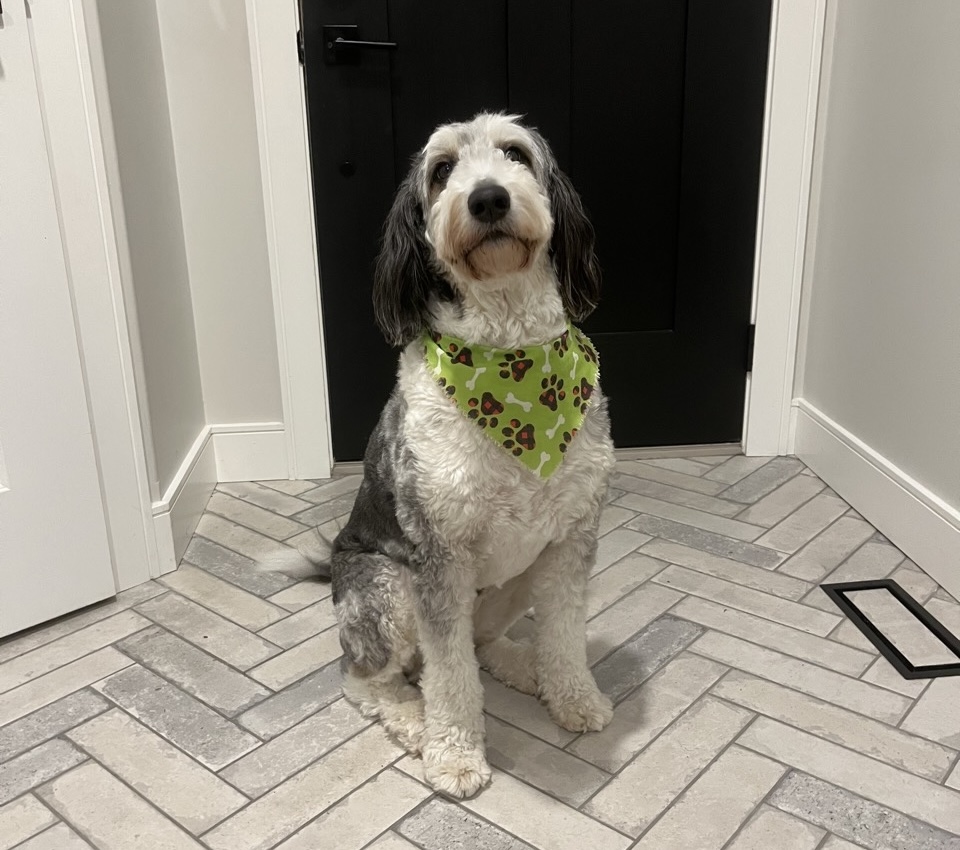 The Ultimate Guide to Caring for Your Poodle Aussie Pal | Clever Rabbits