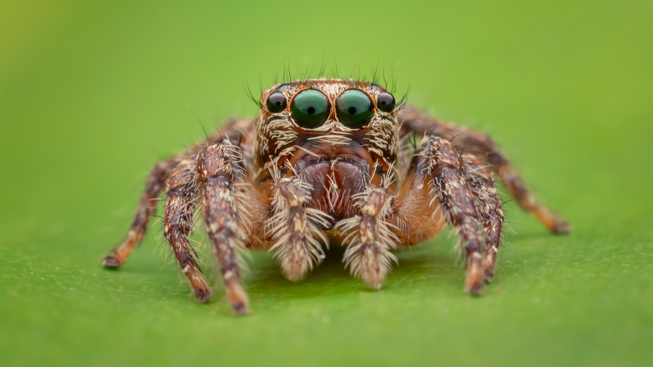 Let's see how much you know about spiders with this quiz | Clever Rabbits