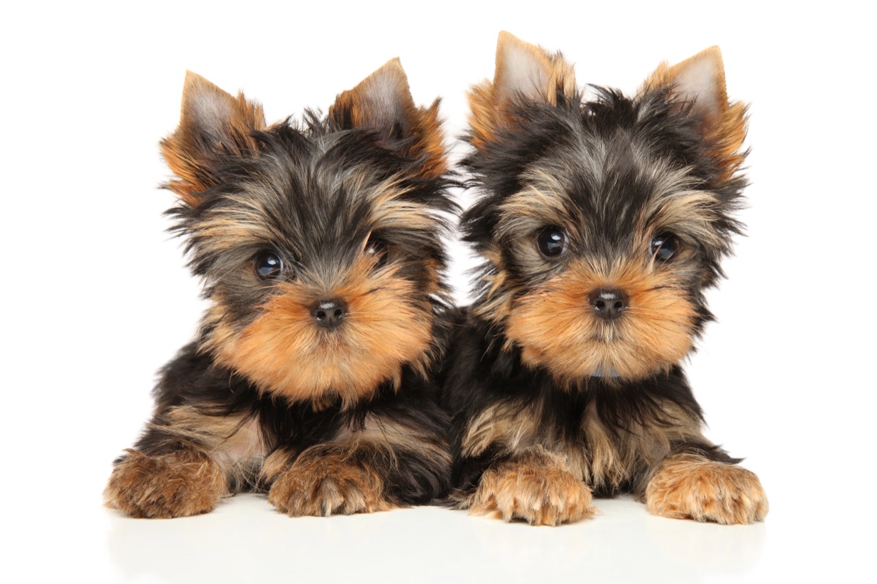 Yorkshire Terrier Trivia: How Well Do You Know the Yorkie Breed ...