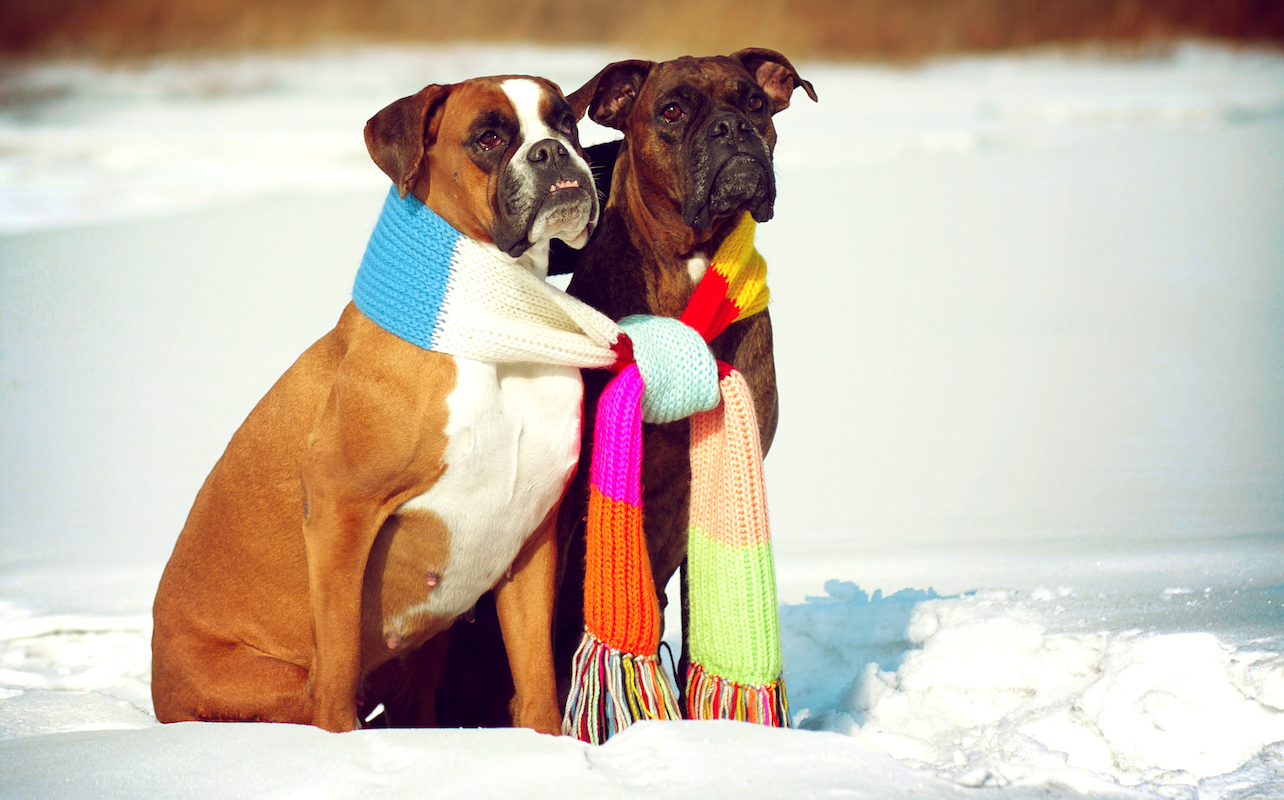 Test Your Knowledge: The Ultimate Boxer Quiz | Clever Rabbits