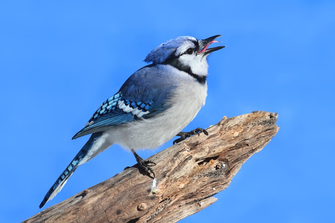 Blue Jay Bonanza: A Feather-Filled Trivia Quiz | Clever Rabbits