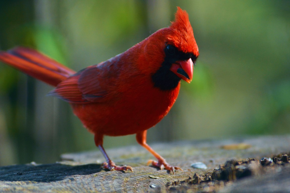 Backyard Beauties: A Quiz on Cardinals, Grosbeaks, and Buntings that ...