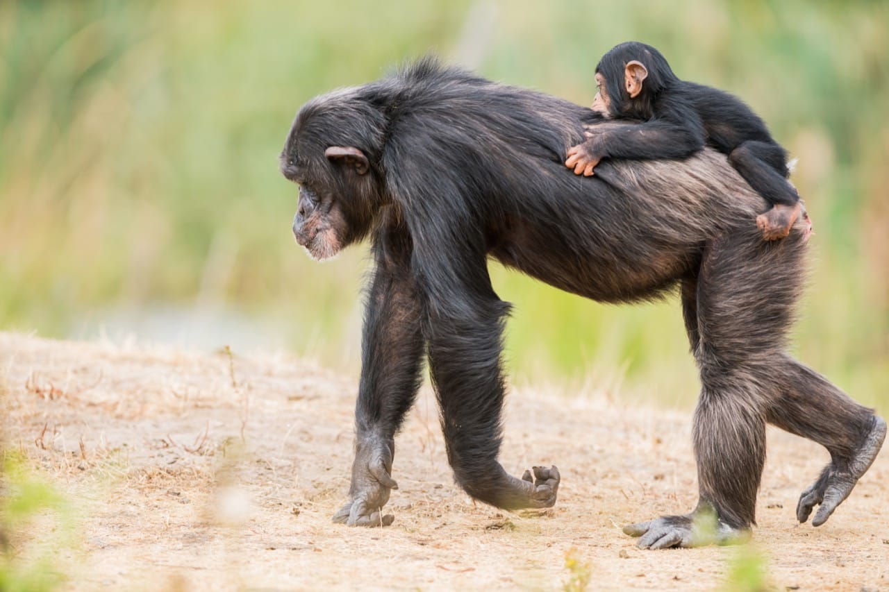 Test Your Knowledge: The Amazing World of Chimpanzees | Clever Rabbits
