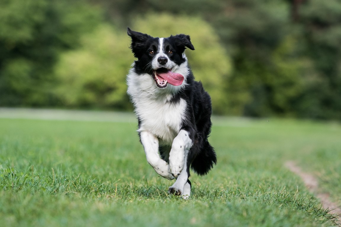 Border Collie Brainiacs: Test your Knowledge on These Brilliant Canines ...