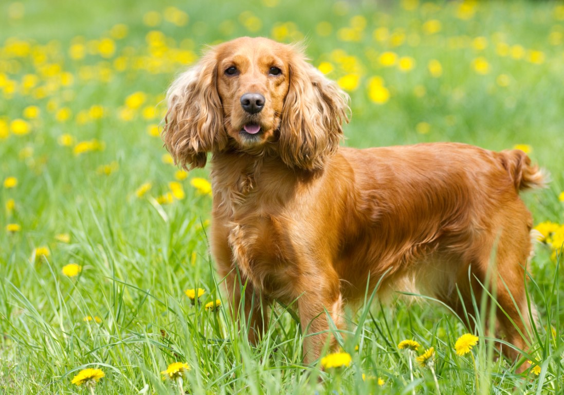 Cocker Spaniels: An In-Depth Knowledge Test | Clever Rabbits