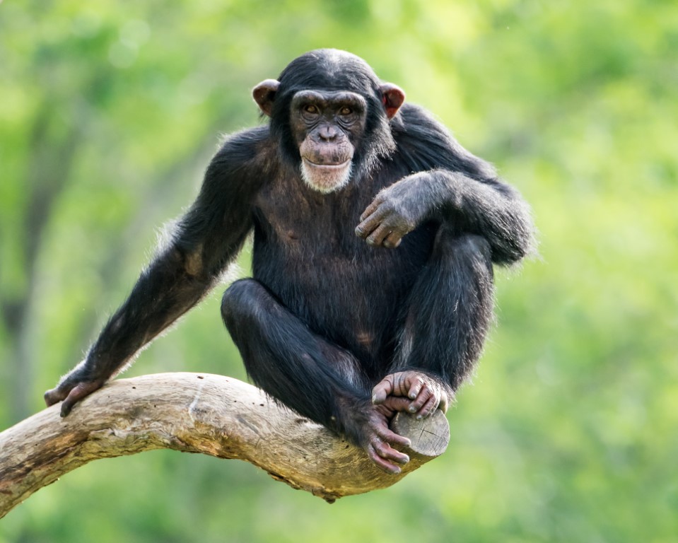 Test Your Knowledge: The Amazing World of Chimpanzees | Clever Rabbits