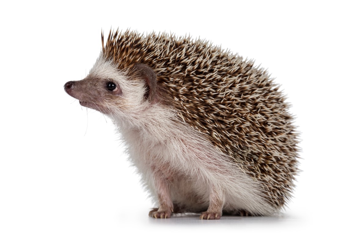 Hogging the Spotlight: A Quiz on Hedgehogs | Clever Rabbits