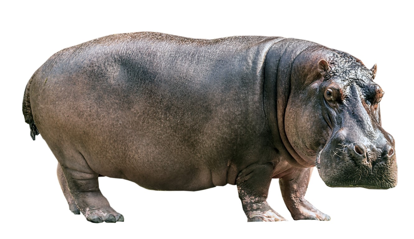Hippo-Quiz: Test Your Knowledge about Hippopotamuses! | Clever Rabbits