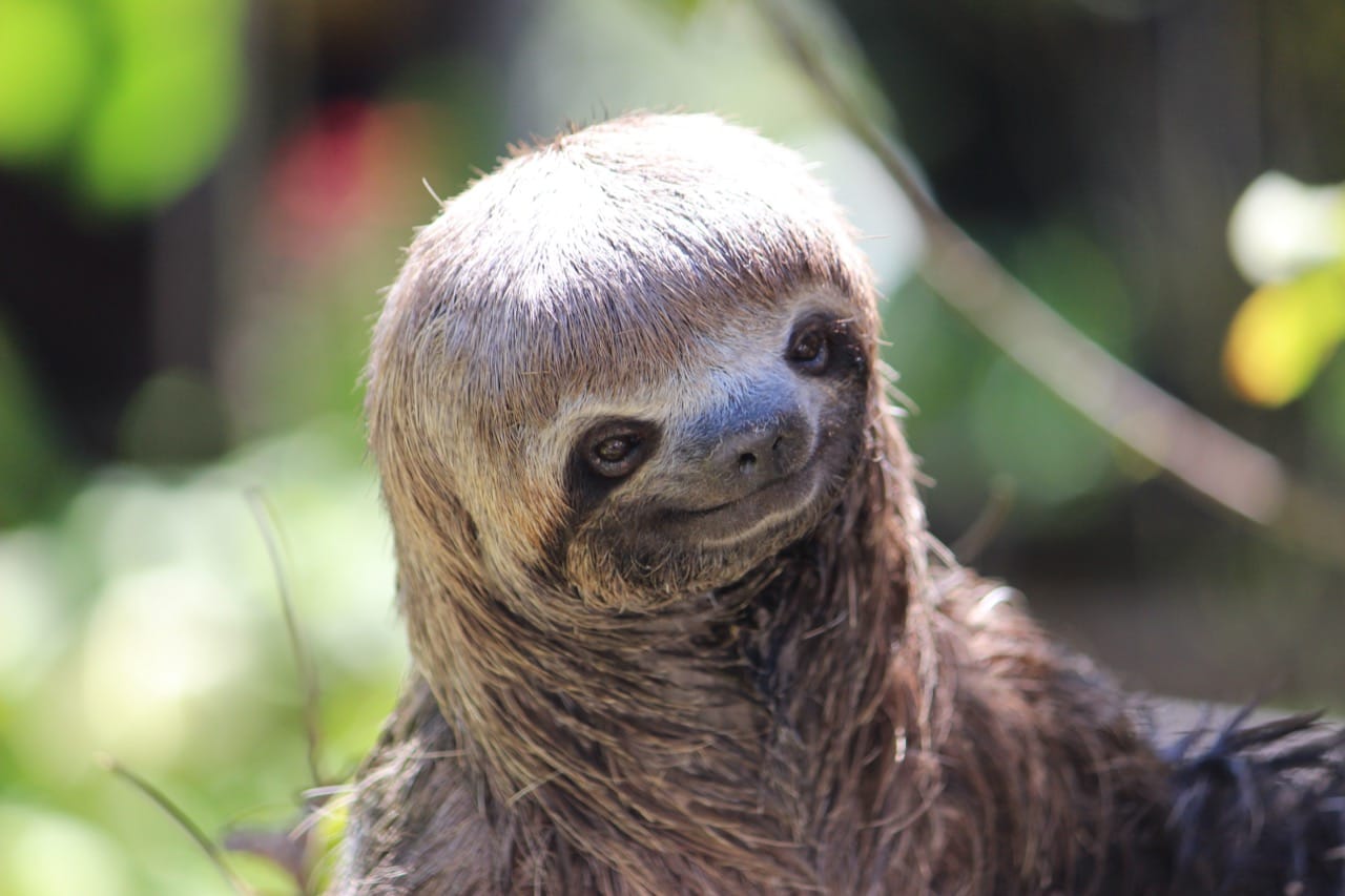 Sloth: The Slow-Moving Marvels Quiz | Clever Rabbits