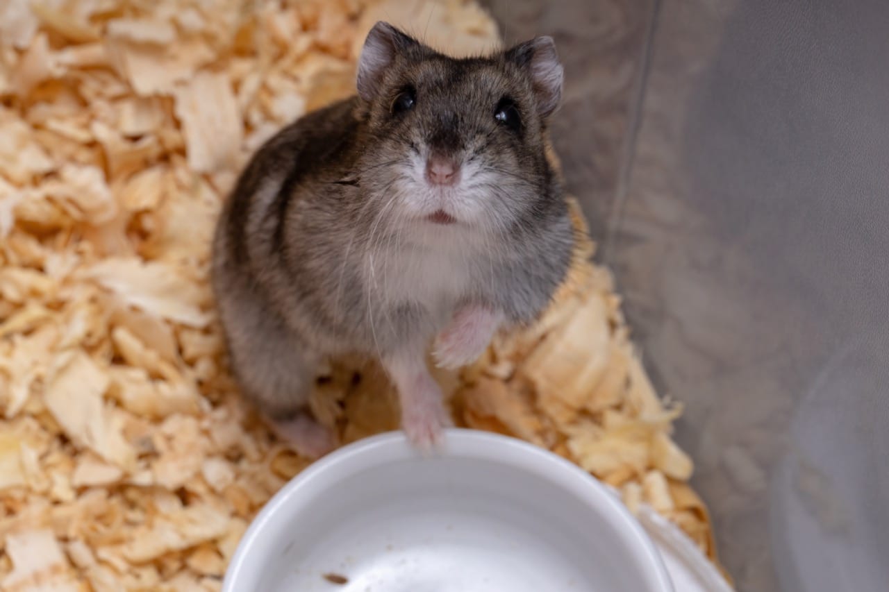 Dwarf Hamster Facts and Care: A Quiz | Clever Rabbits