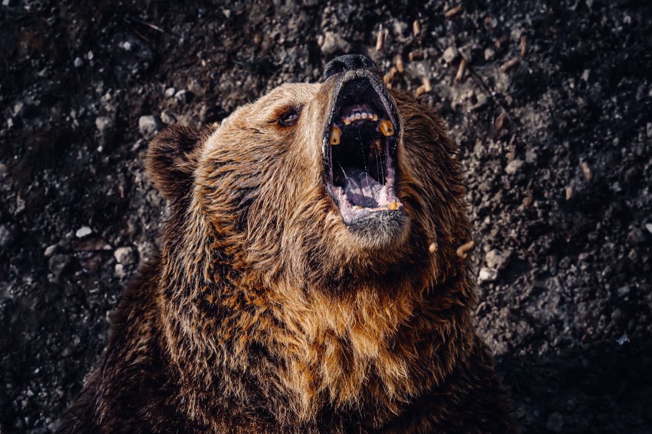 Ear-Splitting Animals Quiz: Test Your Knowledge on the Loudest ...
