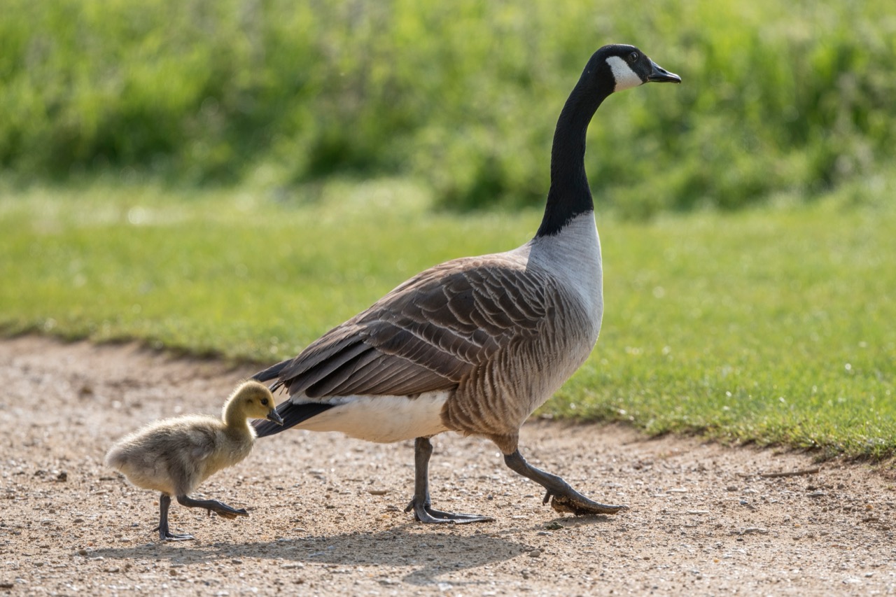 Test Your Knowledge: The Incredible Canada Goose | Clever Rabbits