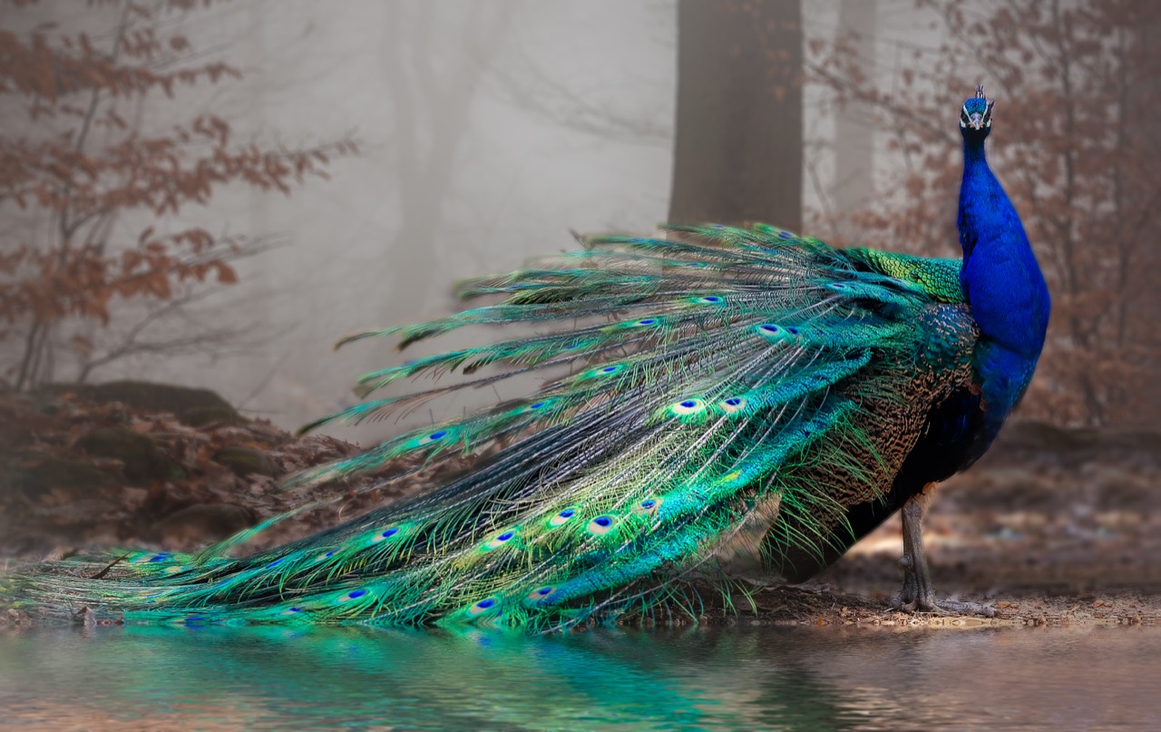 Peacocks: Vibrant Wonders of Nature | Clever Rabbits