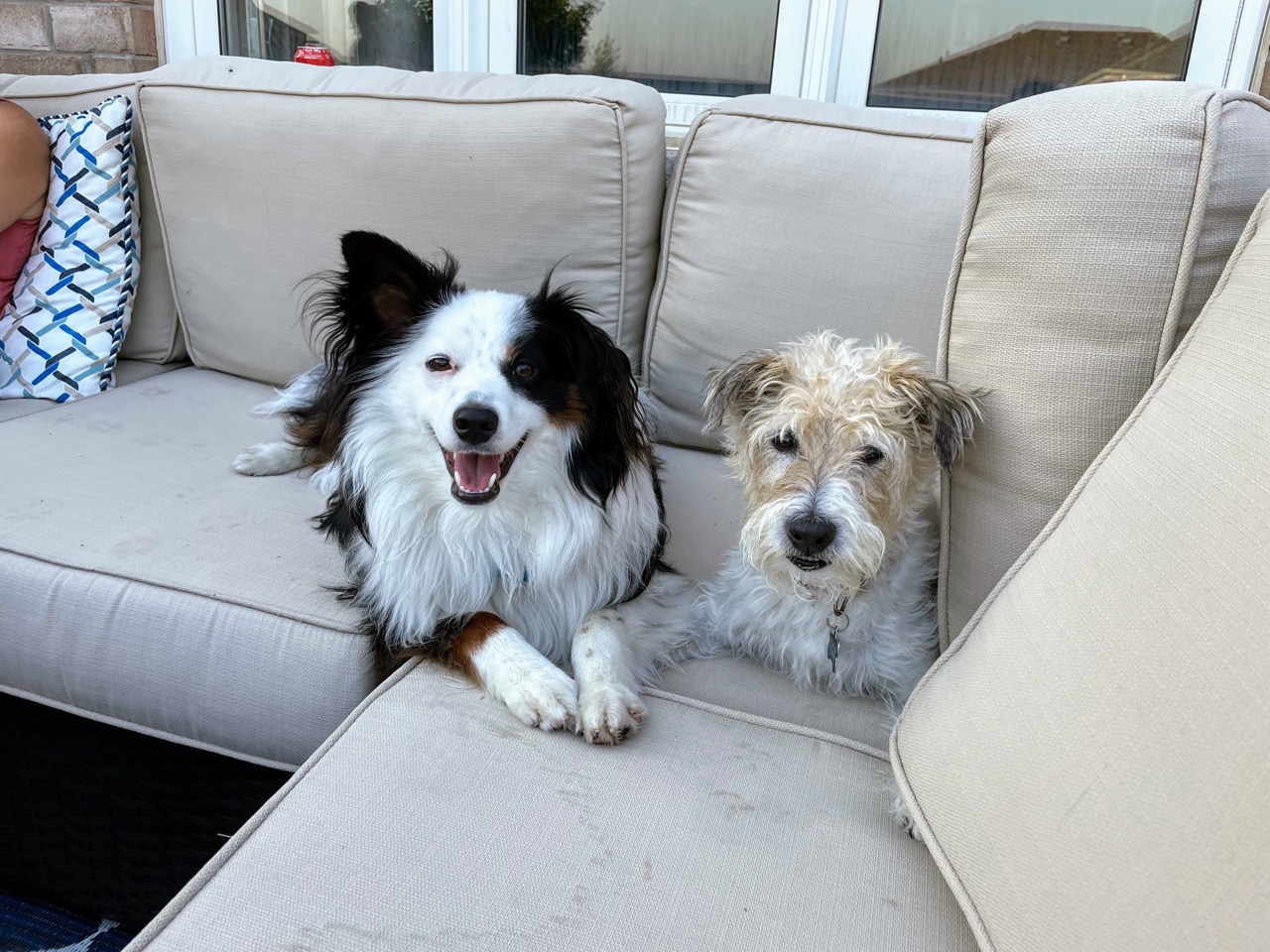 Match the Dog to Its Job | Clever Rabbits